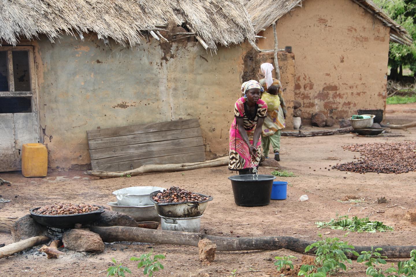 Shea Nut Processing [IMAGE] | EurekAlert! Science News Releases