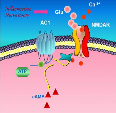 Targeting Pain in the Brain (2 of 2) | EurekAlert!
