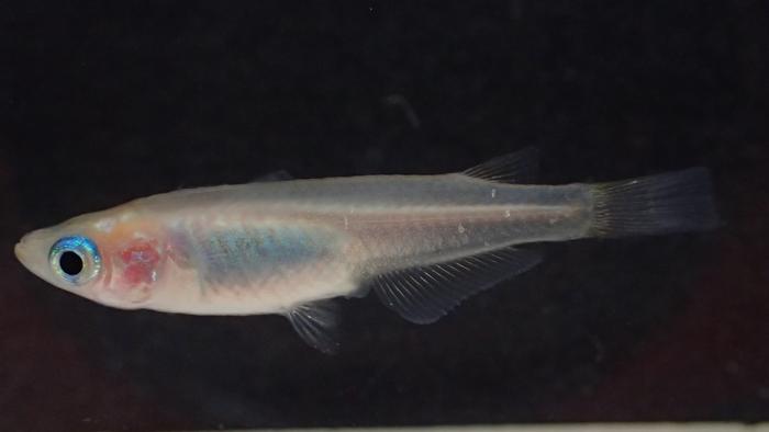 Medaka fish [IMAGE] | EurekAlert! Science News Releases