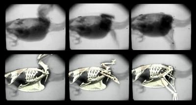 Bones in motion: Brown scientists to create n | EurekAlert!