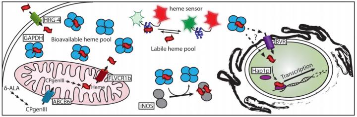 Heme's Journey in a Cell [IMAGE] | EurekAlert! Science News Releases
