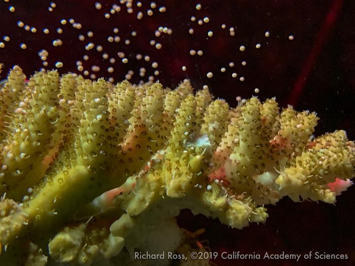 Gamete bundle release [IMAGE] | EurekAlert! Science News Releases