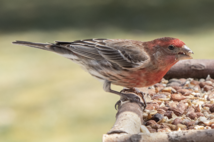 How bird feeding influences humans and birds | EurekAlert!