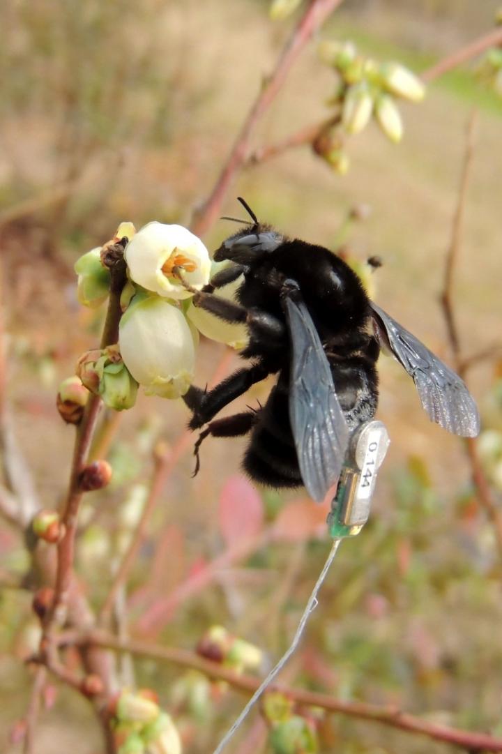 Bumblebee Queen with Radiotran [IMAGE] | EurekAlert! Science News Releases