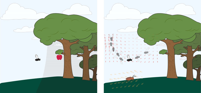visual processing strategies [IMAGE] | EurekAlert! Science News Releases
