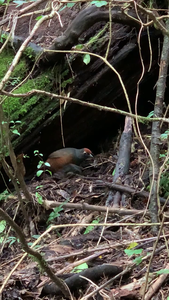 The early bird gets…the truffle? UF researche | EurekAlert!