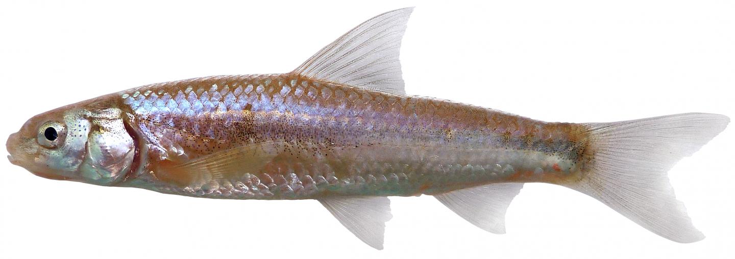 Plains Minnow [IMAGE] | EurekAlert! Science News Releases
