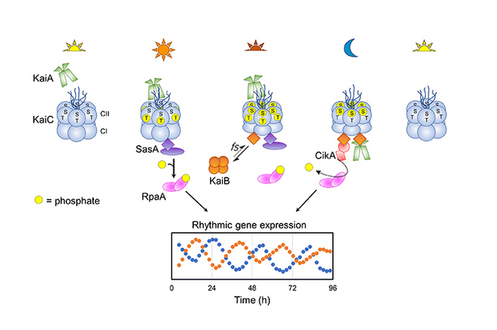 Rhythmic gene expression [IMAGE] | EurekAlert! Science News Releases
