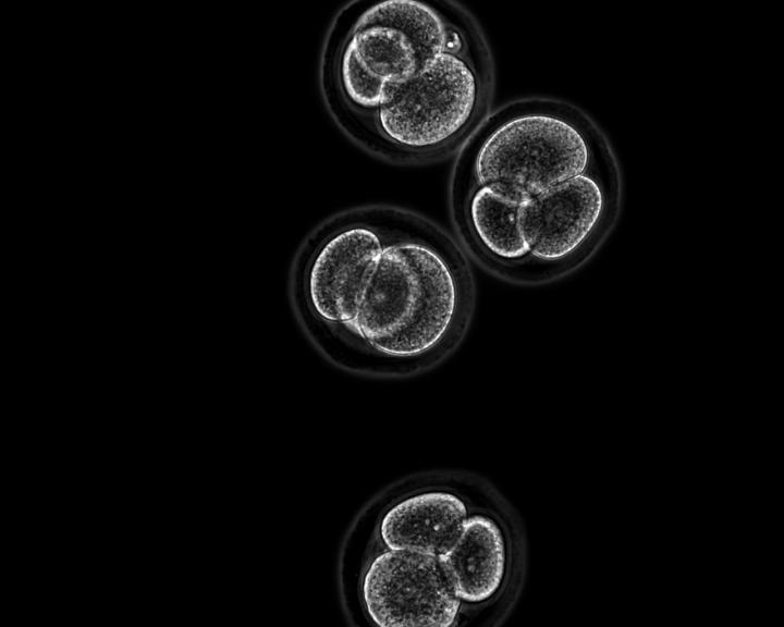 4-Cell Stage Mouse Embryos [IMAGE] | EurekAlert! Science News Releases