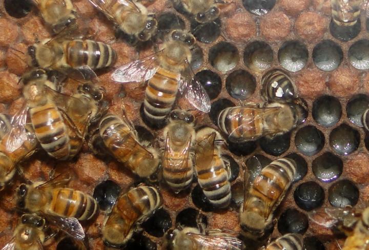 Nurse Bees and Eggs [IMAGE] | EurekAlert! Science News Releases
