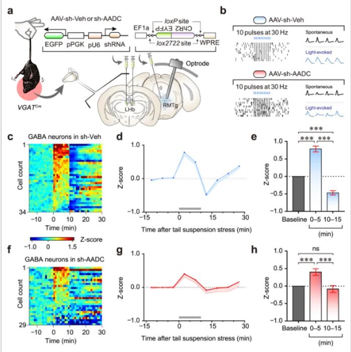 Fig. 6: LHb D-neurons regulate [IMAGE] | EurekAlert! Science News Releases