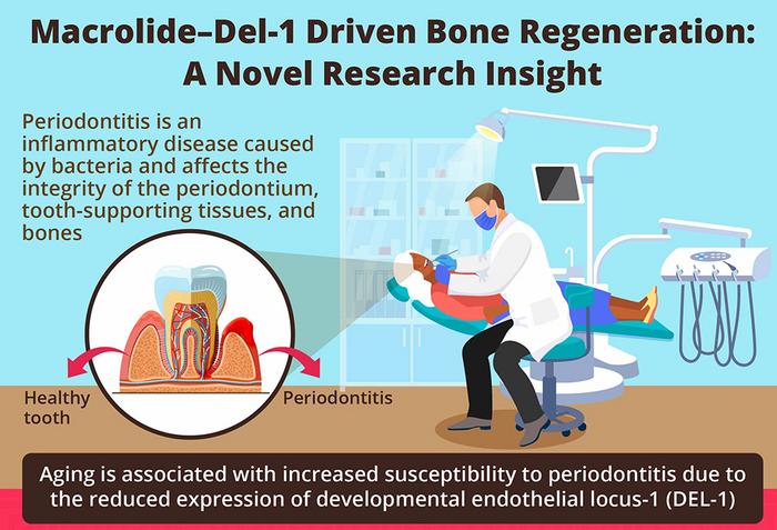 Aging, bone regeneration, and [IMAGE] | EurekAlert! Science News Releases