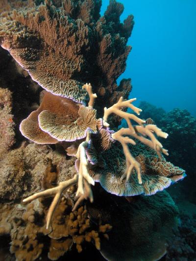 Reef Madness: Key Found to Moonlight Spawning | EurekAlert!