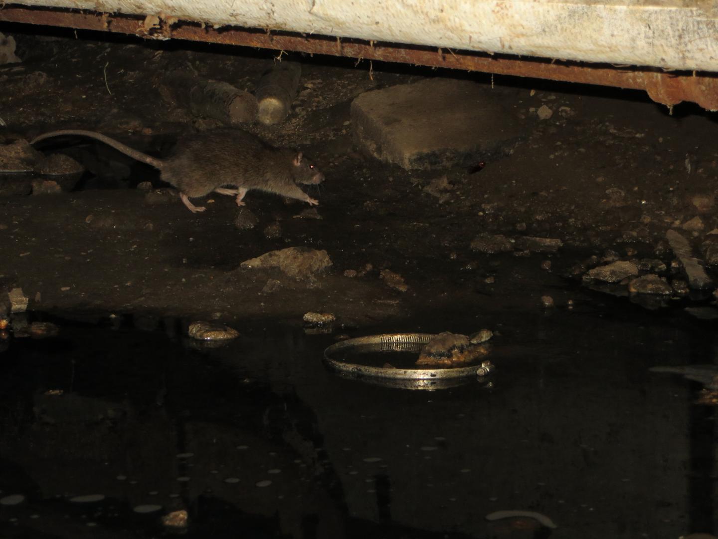NYC Rat, Housing Unit Site [IMAGE] | EurekAlert! Science News Releases