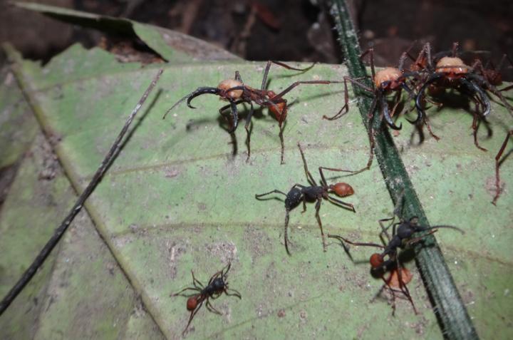 Eciton burchellii Ants [IMAGE] | EurekAlert! Science News Releases