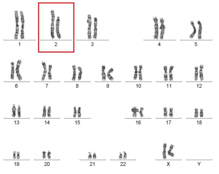 46 Chromosomes of the Cured WH [IMAGE] | EurekAlert! Science News Releases