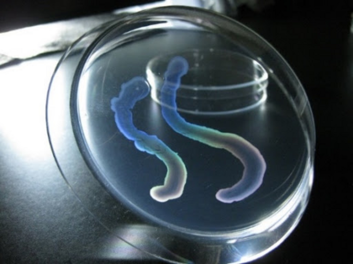 Researchers discover new multicellular bacter | EurekAlert!