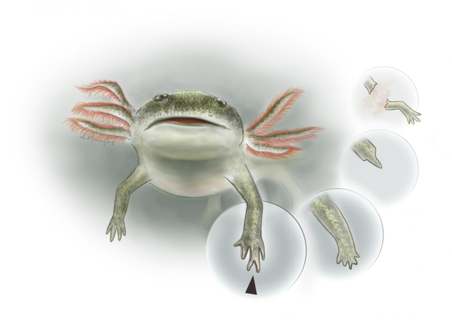 Ancient Amphibian [IMAGE] | EurekAlert! Science News Releases