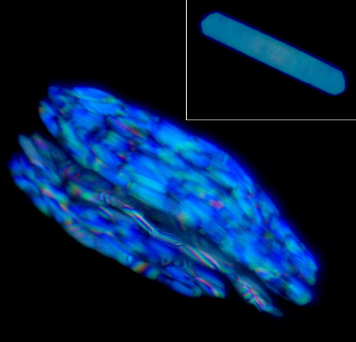 Iridophore closeup [IMAGE] | EurekAlert! Science News Releases