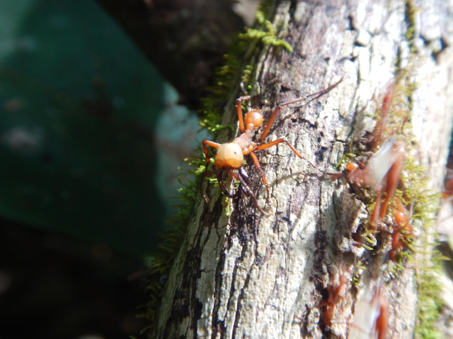 Learning about system stability from ants | EurekAlert!