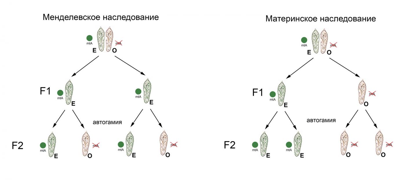 Two modes of mating-type inher [IMAGE] | EurekAlert! Science News Releases