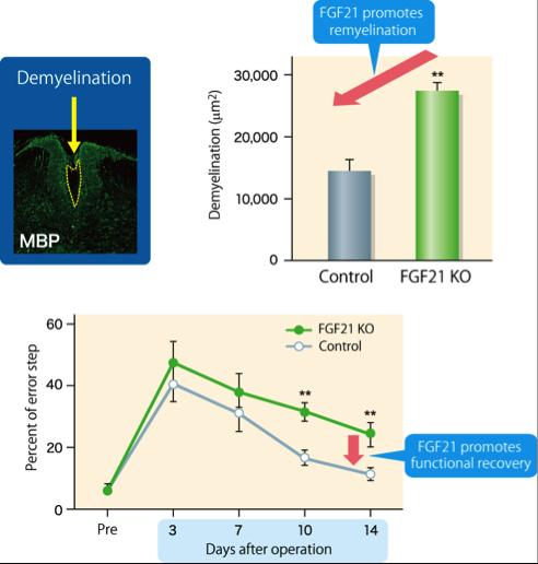 Figure 2. FGF21 Knockout Mice [IMAGE] | EurekAlert! Science News Releases