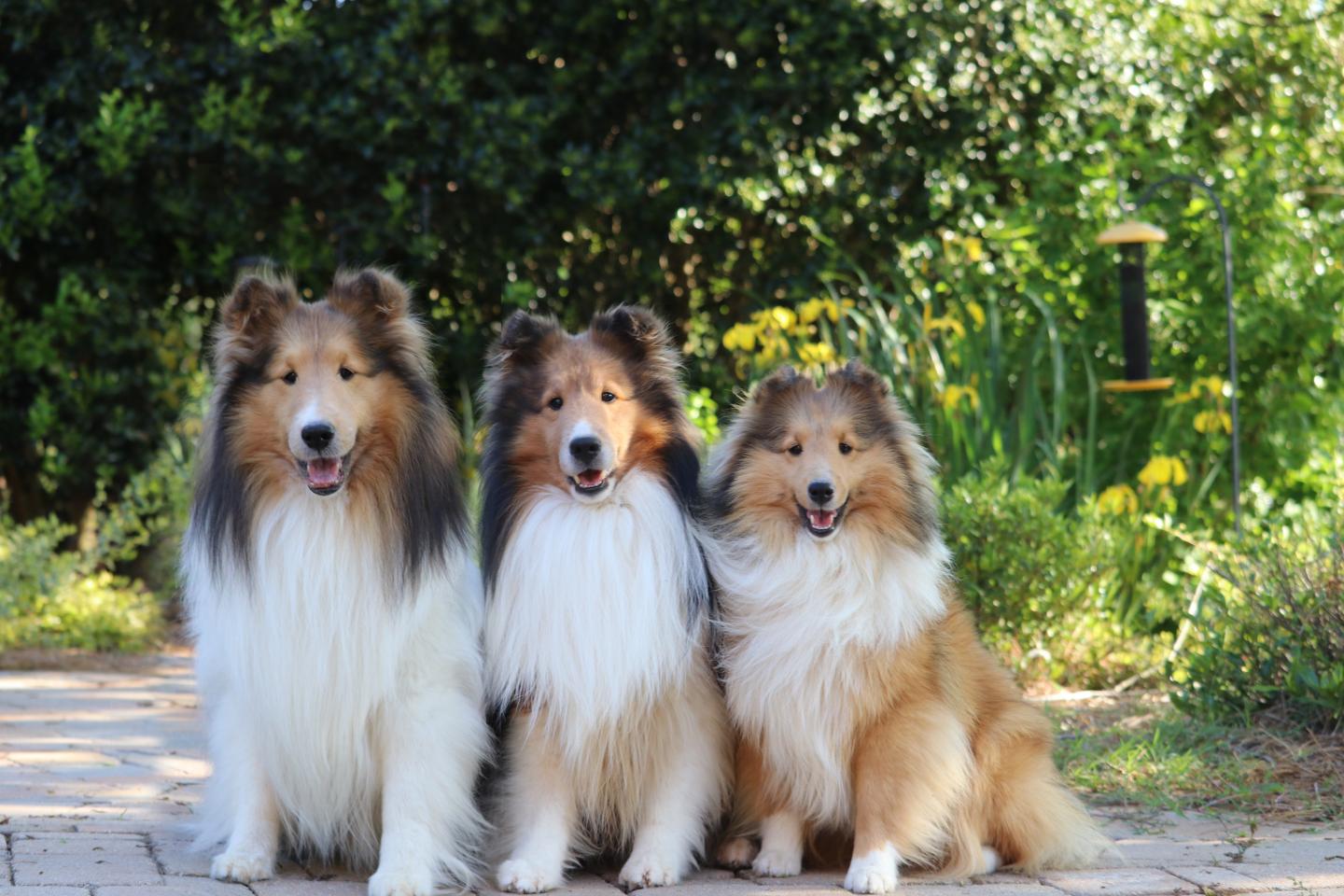 Dental anomaly and body size variation in dog | EurekAlert!