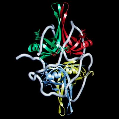 The Structure of SSB [IMAGE] | EurekAlert! Science News Releases