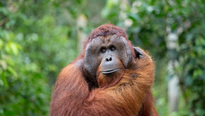 Wild Male Orangutan [IMAGE] | EurekAlert! Science News Releases