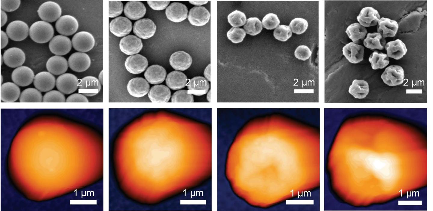 Rough Microparticles [IMAGE] | EurekAlert! Science News Releases