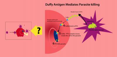 Platelets Attack Malaria Parasites with PF4 ( | EurekAlert!