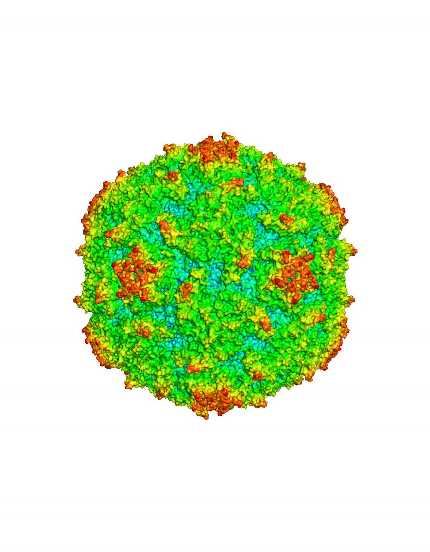 Polio Virus [IMAGE] | EurekAlert! Science News Releases
