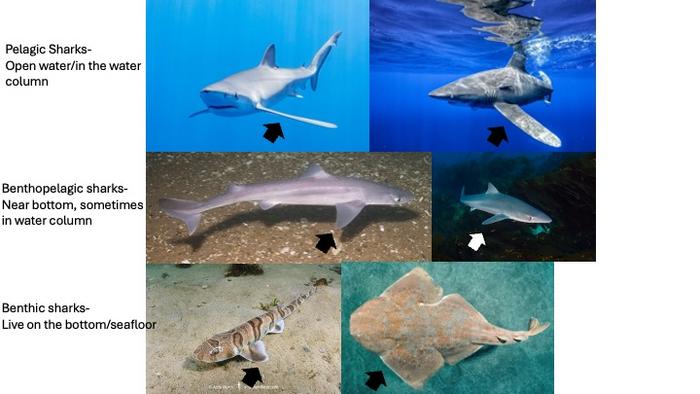 How sharks survived a major spike in Earth’s | EurekAlert!