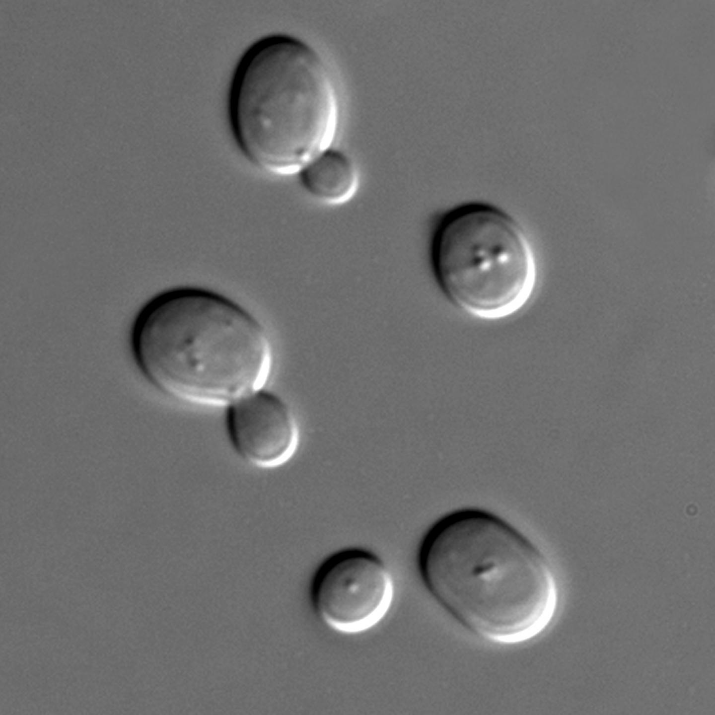 Yeast Cells [IMAGE] | EurekAlert! Science News Releases