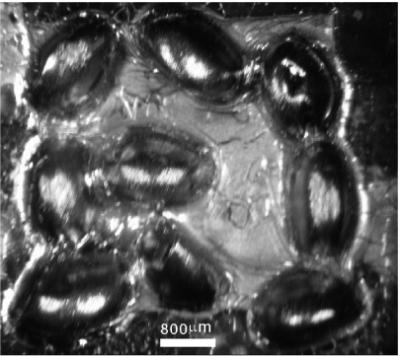 Fly Eye Array [IMAGE] | EurekAlert! Science News Releases