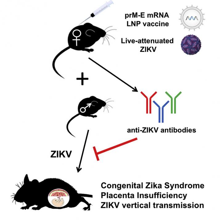 Zika Transmission [IMAGE] | EurekAlert! Science News Releases