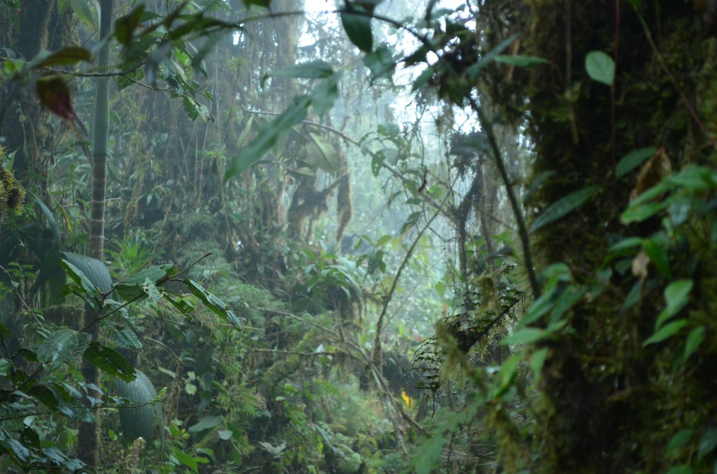 High Elevation Tropical Site i [IMAGE] | EurekAlert! Science News Releases