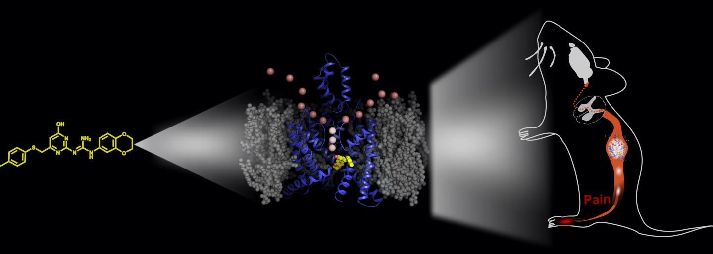 Potassium Channel Activator Is [IMAGE] | EurekAlert! Science News Releases