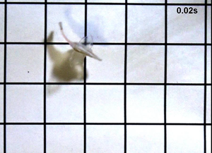 Biohybrid fish made from human cardiac cells | EurekAlert!