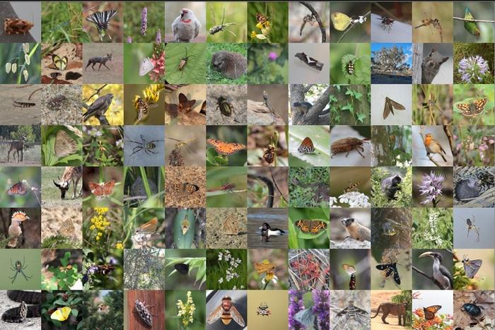 Biodiversity [IMAGE] | EurekAlert! Science News Releases
