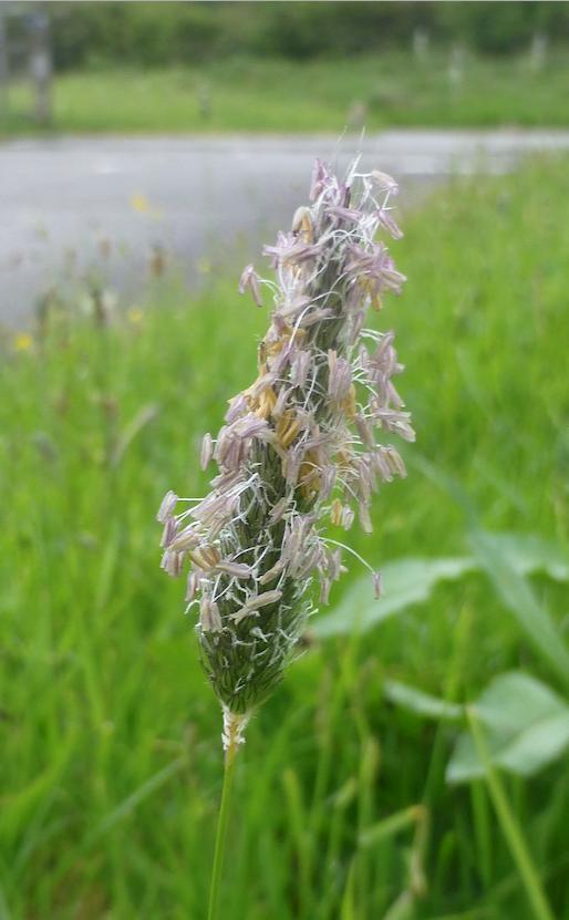 Cynosurus cristatus [IMAGE] | EurekAlert! Science News Releases