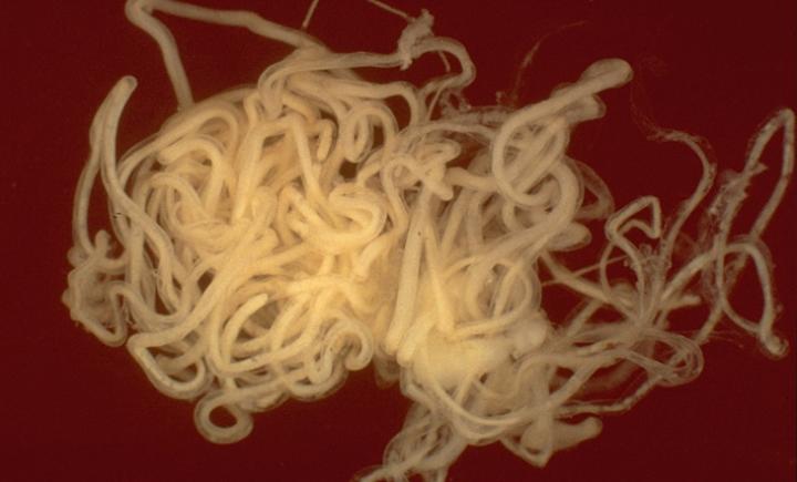 Worm Identified as Potential Cause for Myster | EurekAlert!