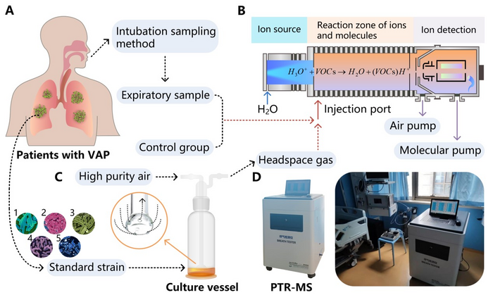 Researchers Screen for Ventila [IMAGE] | EurekAlert! Science News Releases