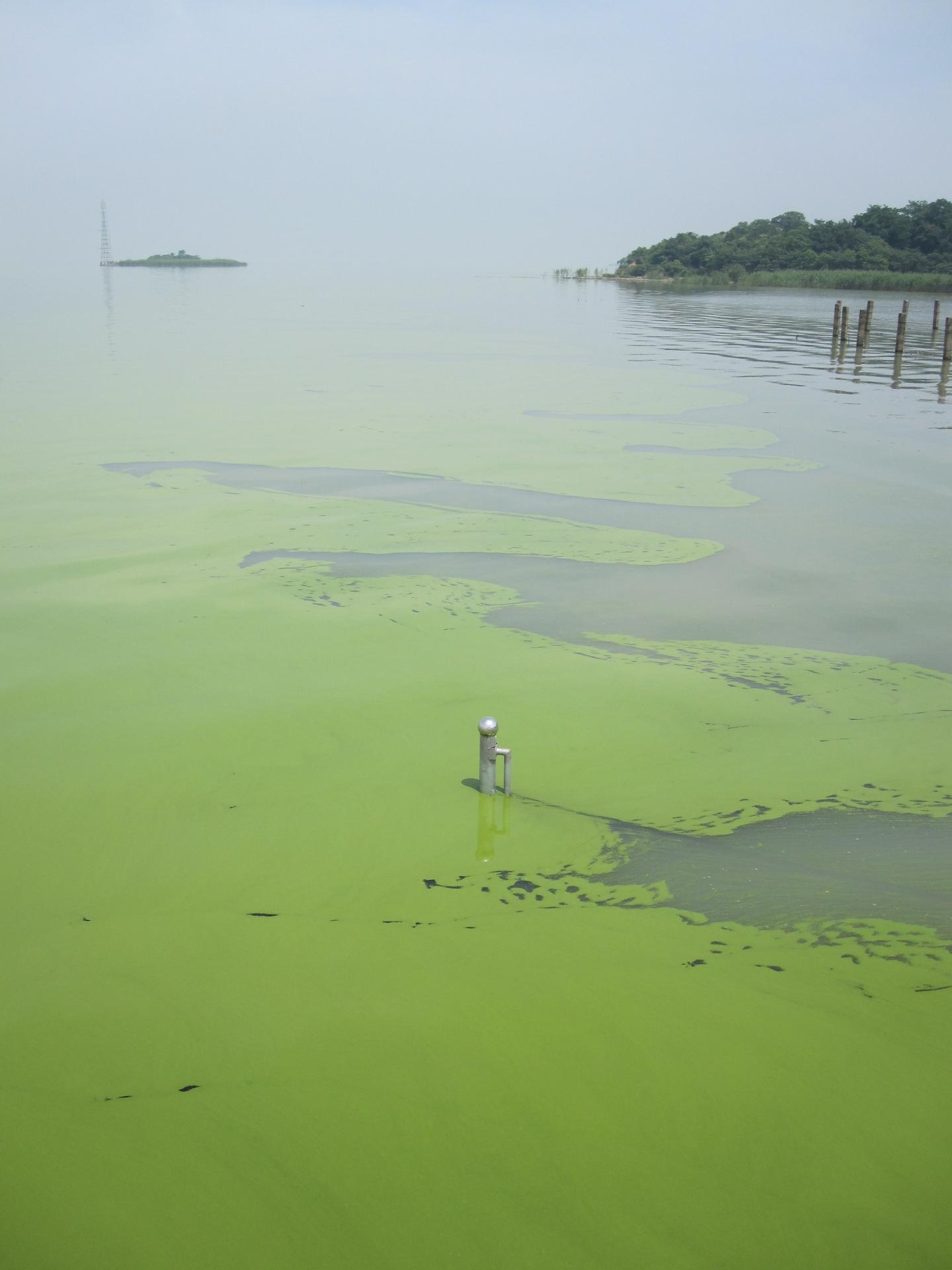 Algae Bloom on Lake Taihu [IMAGE] | EurekAlert! Science News Releases