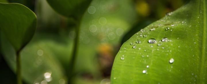 Green leaf [IMAGE] | EurekAlert! Science News Releases