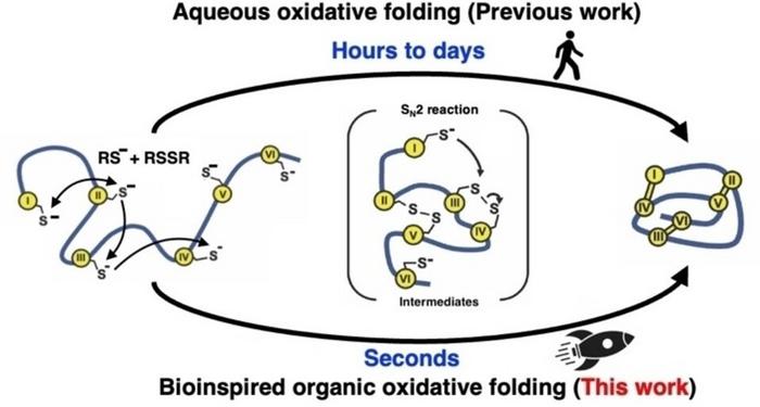 Peptide/microprotein folding [IMAGE] | EurekAlert! Science News Releases