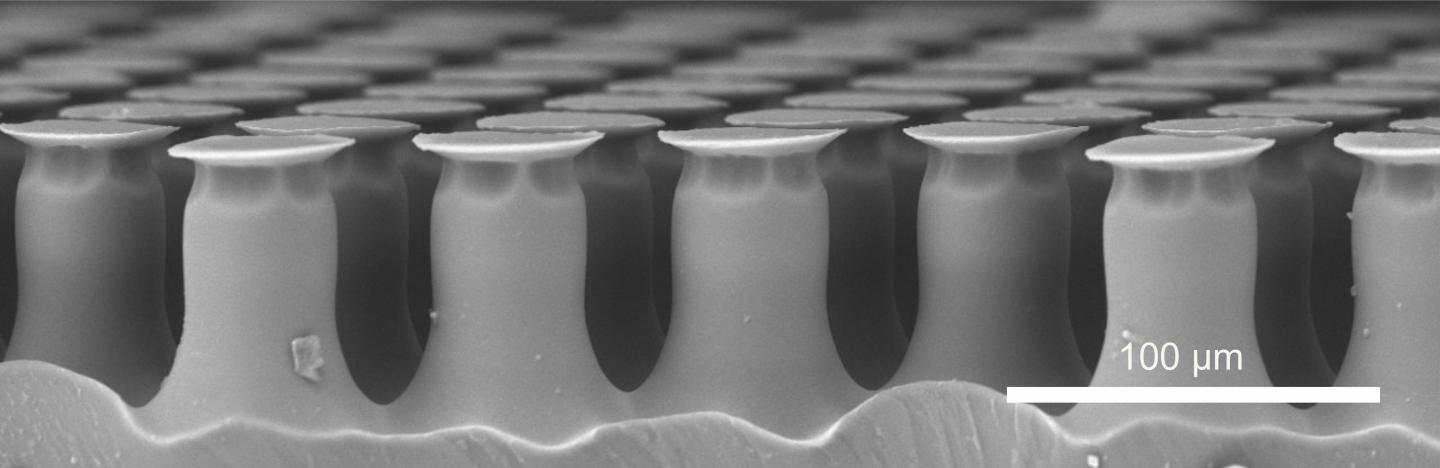 Surface of the Silicon Elastom [IMAGE] | EurekAlert! Science News Releases