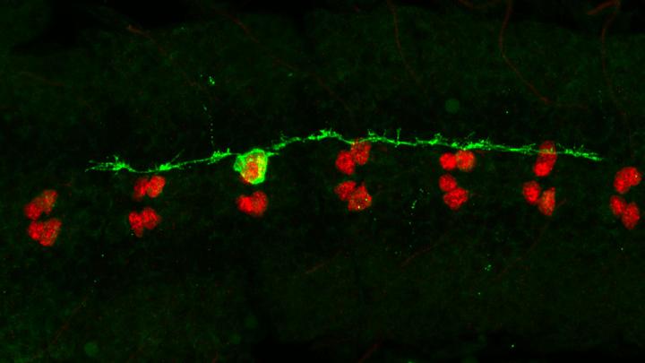 Fruit fly neurons [IMAGE] | EurekAlert! Science News Releases