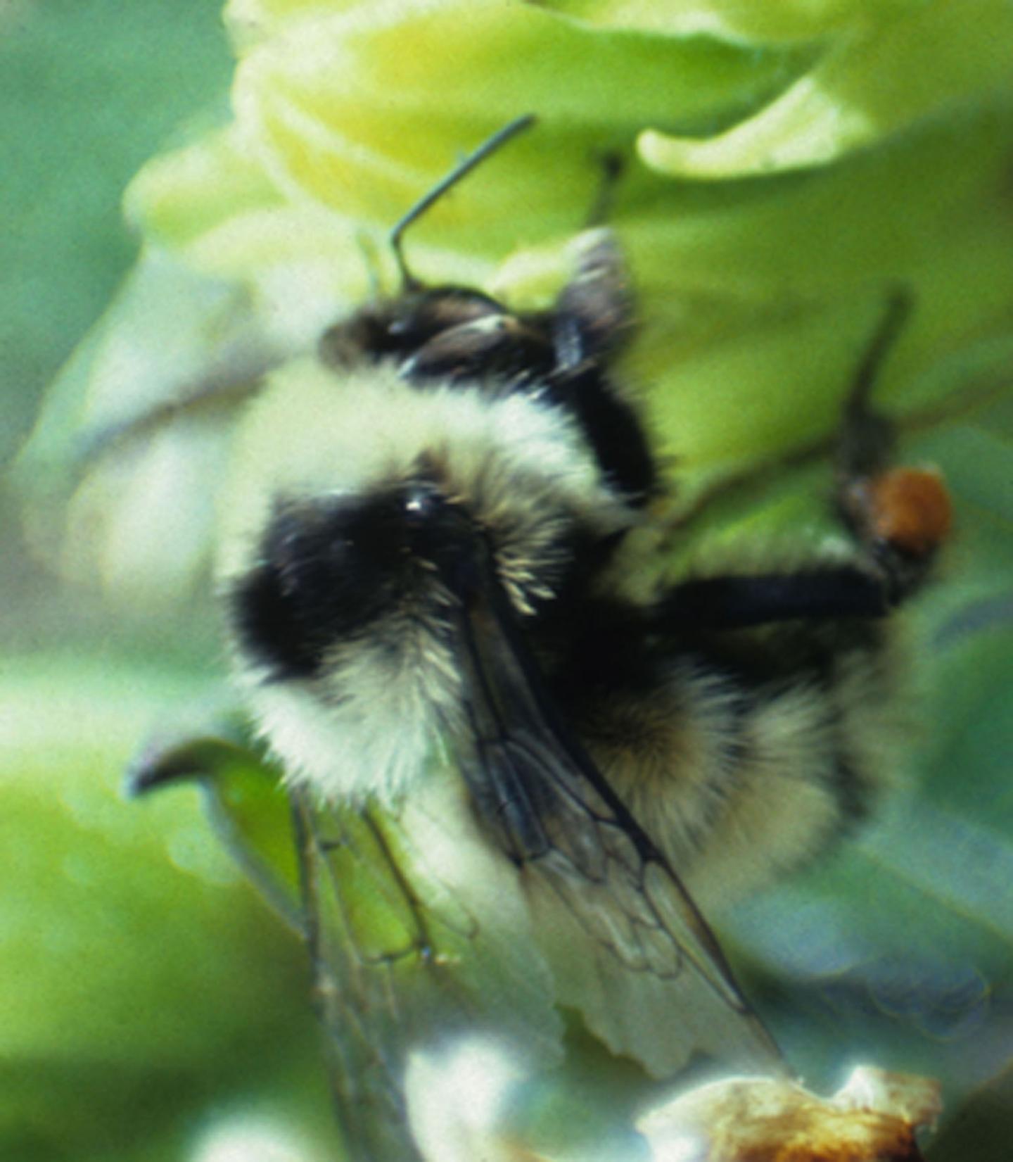 Flower Declines Shrink Bee Tongues (3 of 11) | EurekAlert!