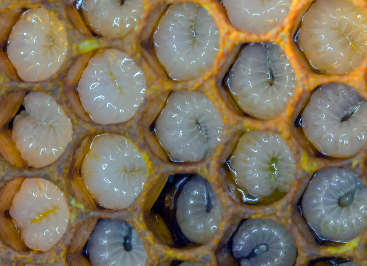 Honeybee Larvae 3 -- Credit Ry [IMAGE] | EurekAlert! Science News Releases